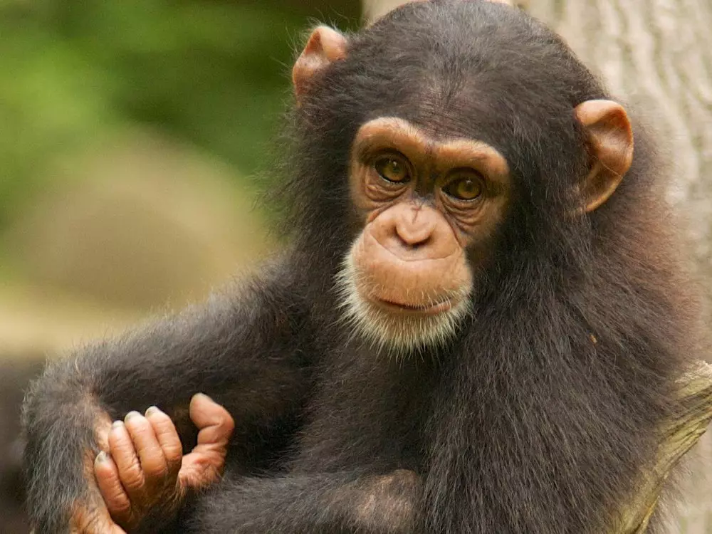 шымпанзе