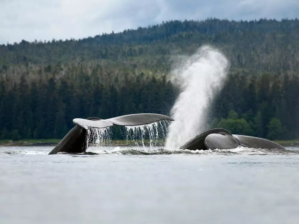 Излив на китови