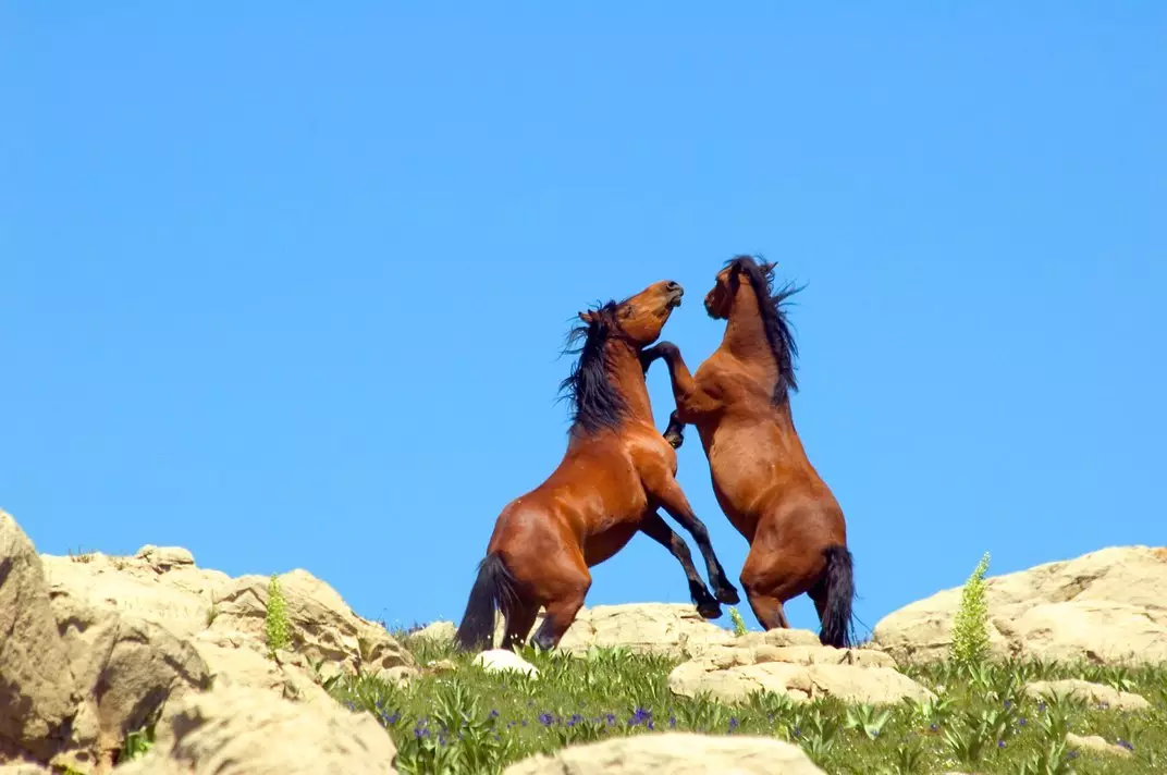 Els millors llocs per veure cavalls salvatges a Amèrica del Nord 47201_12