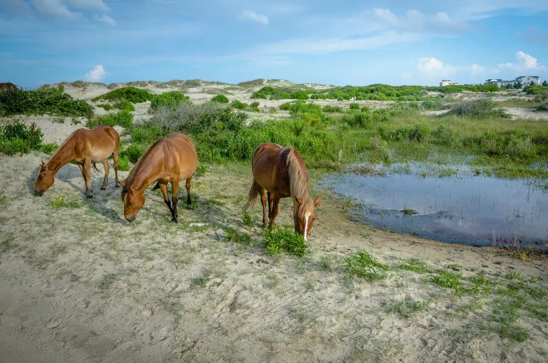 Els millors llocs per veure cavalls salvatges a Amèrica del Nord 47201_21