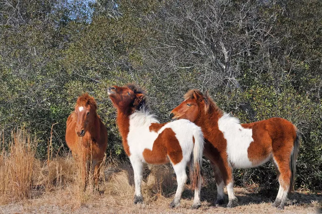 Els millors llocs per veure cavalls salvatges a Amèrica del Nord 47201_27