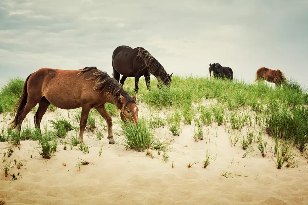 Els millors llocs per veure cavalls salvatges a Amèrica del Nord 47201_33