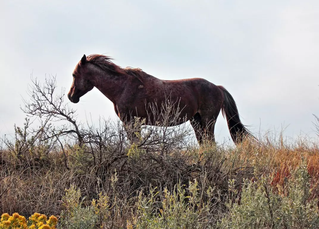 Els millors llocs per veure cavalls salvatges a Amèrica del Nord 47201_6