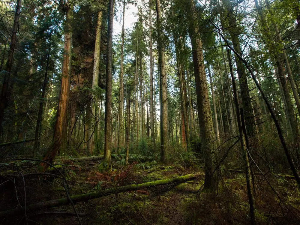 Una selva tropical de la Columbia Británica