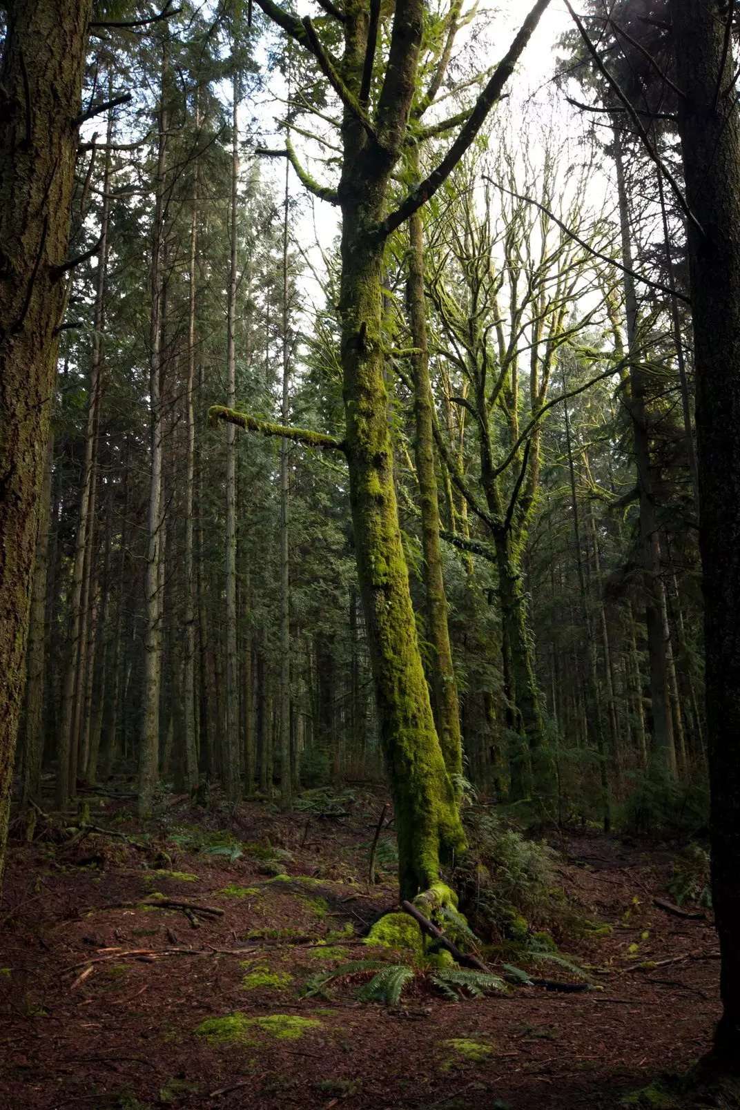 Las redes forestales alimentan los sistemas de lluvia