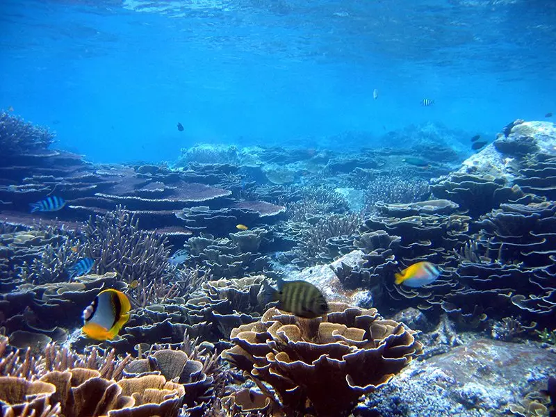 鹿角珊瑚礁