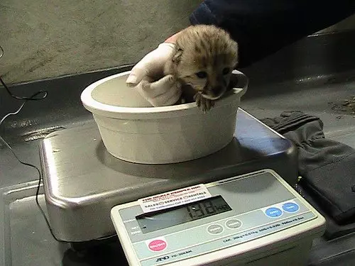 Baby Cheetahs Bréngt fruchtbare Joer op en Enn am Zoo