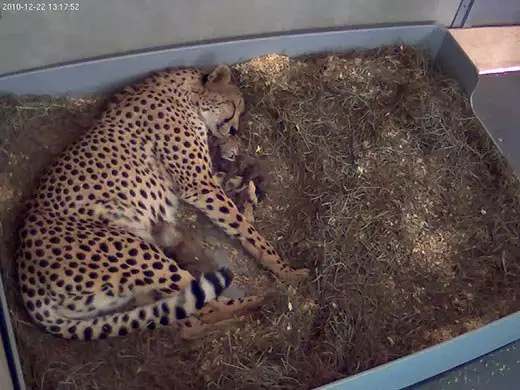 Bebe gepardi završavaju plodnu godinu u Zoološkom vrtu 4749_1