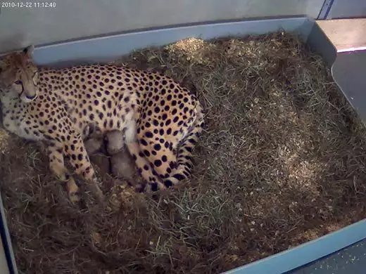 Bebe gepardi završavaju plodnu godinu u Zoološkom vrtu 4749_2