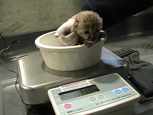 Yavru Çitalar Hayvanat Bahçesinde Verimli Yılı Kapatıyor 4749_4