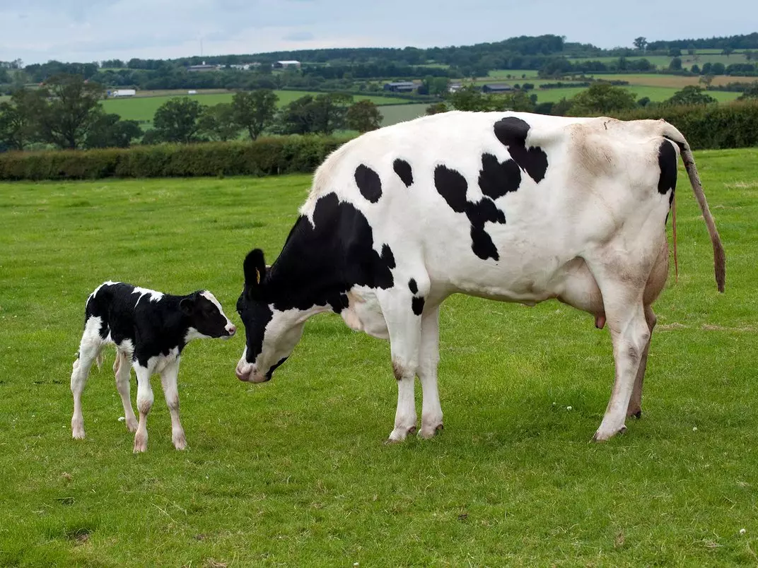 Holstein mãe e bezerro