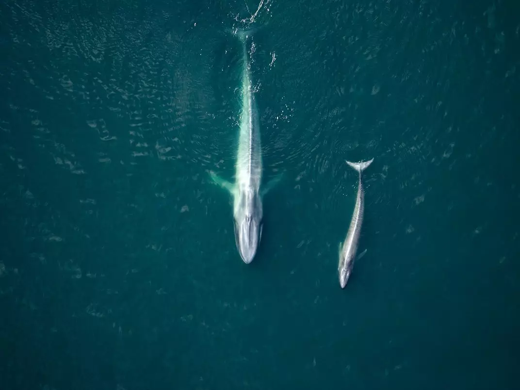 Blue Whale Iya ati Oníwúrà