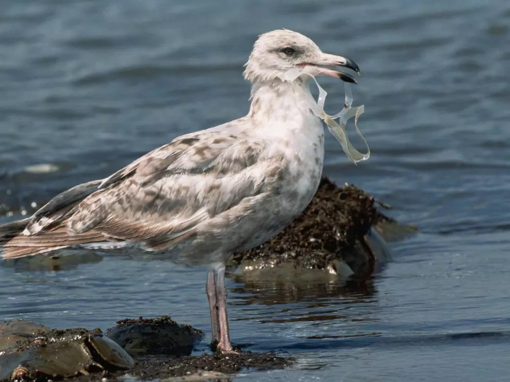 Bird Eating Plastic