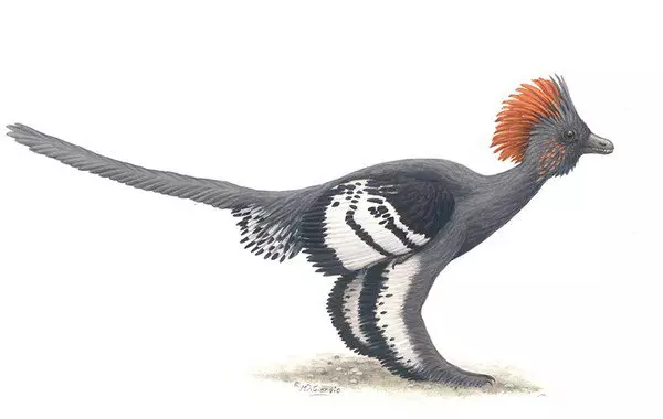 20110520083255anchiornis-colores.jpg