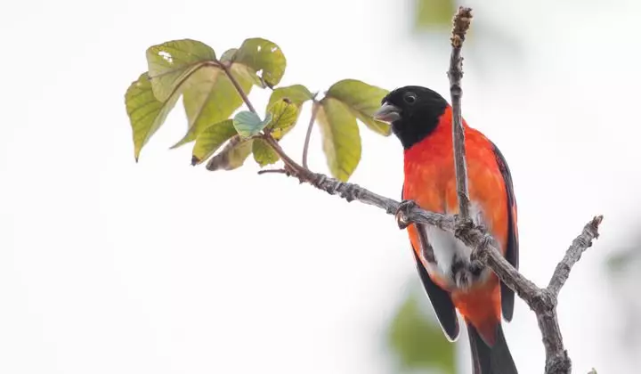 O siskin vermelho ou cardenalito está inextricavelmente ligado à identidade da Venezuela, mas agora é raro em seu habitat natural.