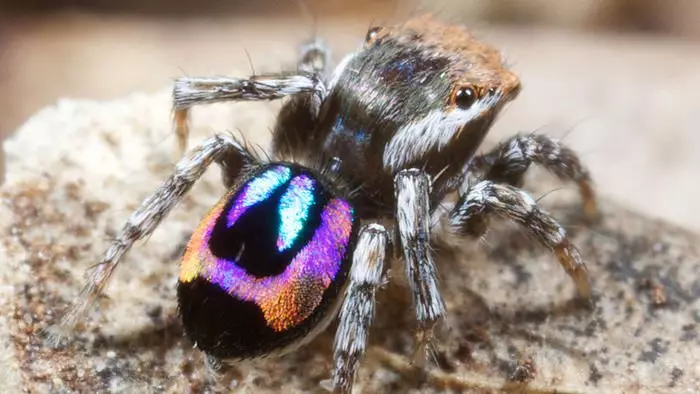 I-Peacock Spider