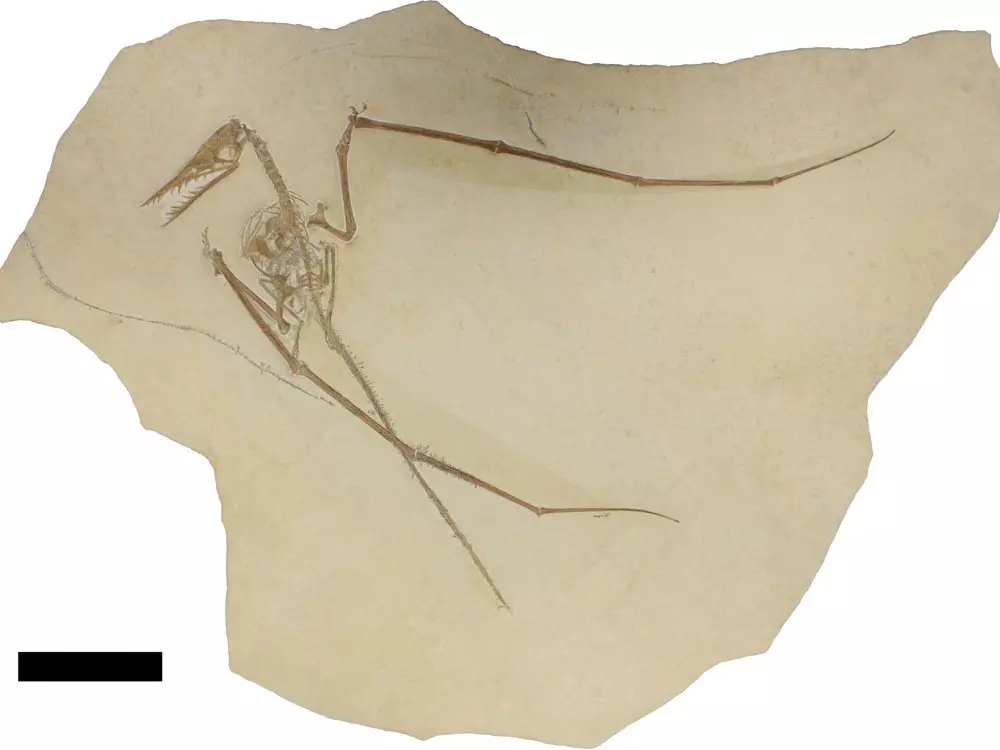 Pterosaur na may coprolite