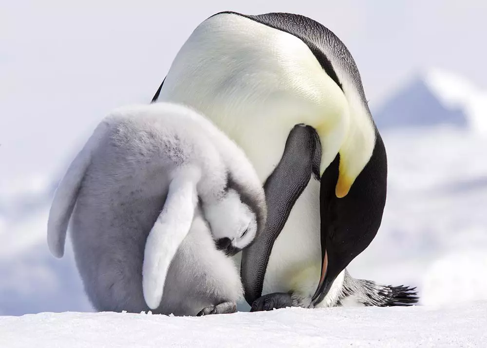 Kolonie pingwinów cesarskich ucierpią z powodu zmian klimatycznych