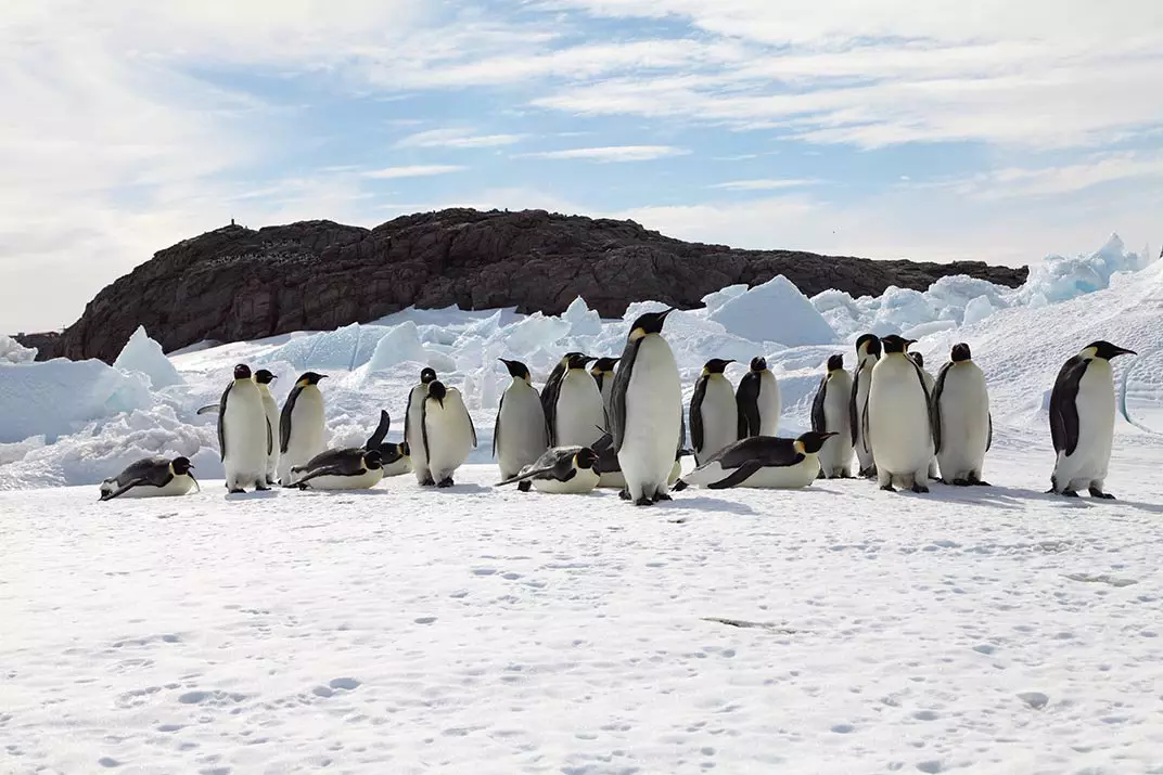 Koloniyên Emperor Penguin Dê Wek Guherînên Avhewa Bidin 47910_2