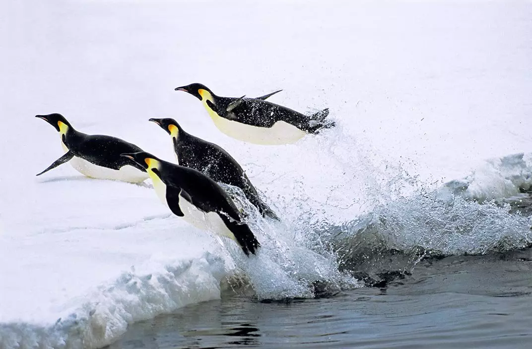 Emperor Penguin Colonies Will Suffer As Climate Changes 47910_3