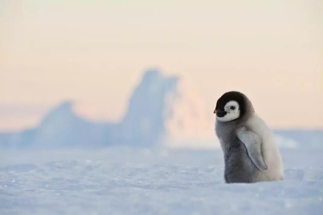 Keeser Pinguin Kolonien wäerten als Klimawandel leiden 47910_4