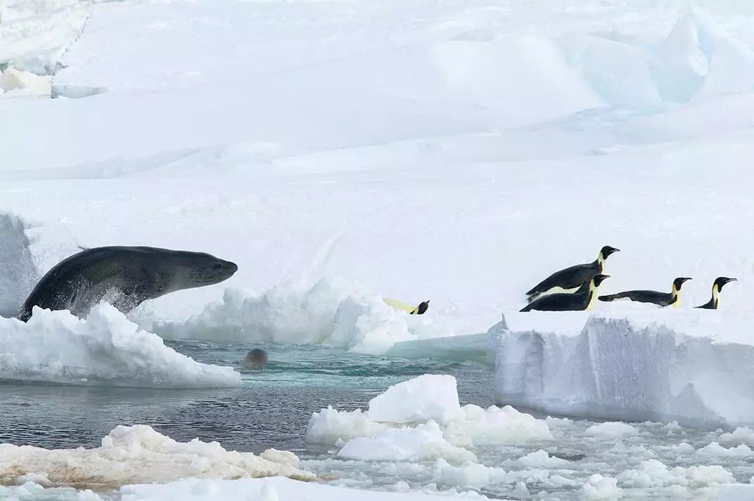 Ang Emperor Penguin Colonies ay Magdurusa Habang Nagbabago ang Klima 47910_5