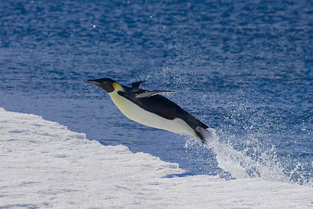 Jajahan Penguin Maharaja Akan Menderita Akibat Perubahan Iklim 47910_6