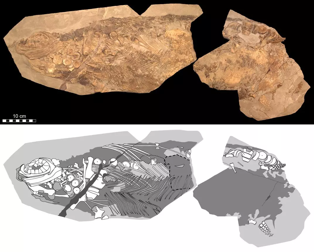 Fossile d'ichtyosaure
