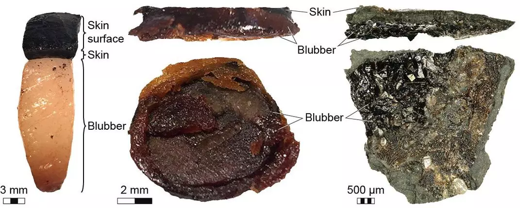 Döwrebap vs. Fossil Blubber