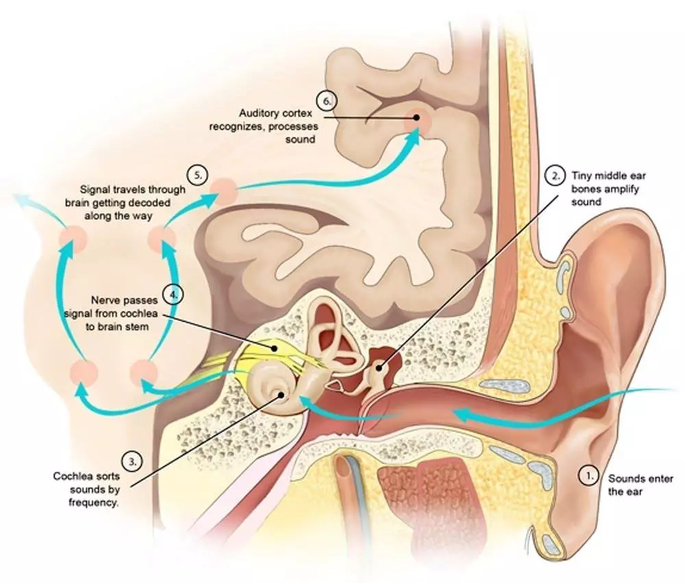 The path sound takes into the ear and then into the brain.