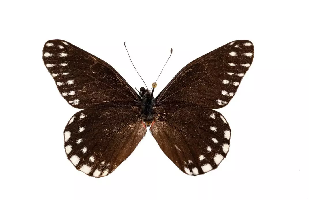 नई तितली प्रजाति का नाम 17वीं सदी की महिला प्रकृतिवादी के नाम पर रखा गया है 48034_3