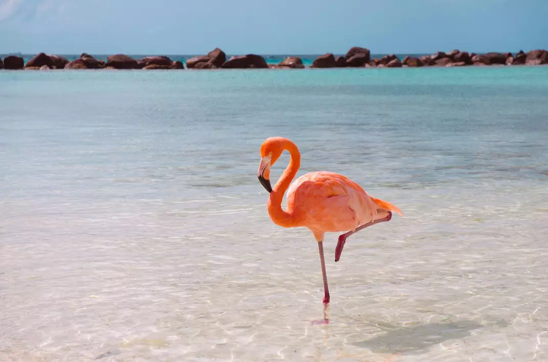 Flamingo pa Beach