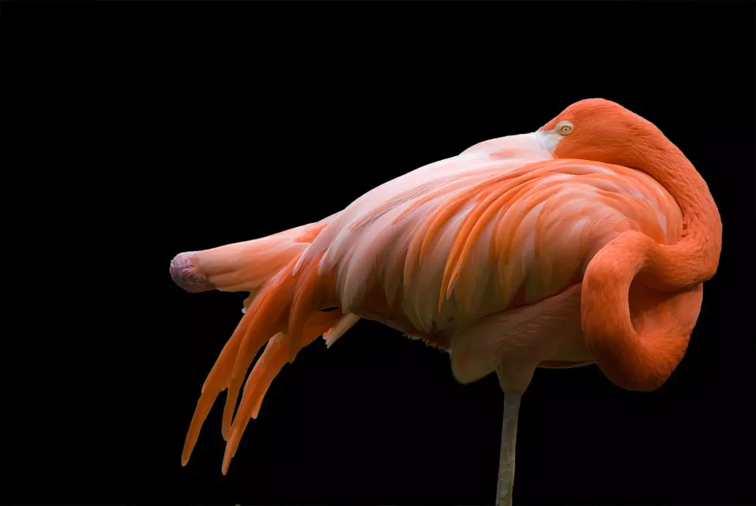 Flamingo khi nghỉ ngơi trên một chân