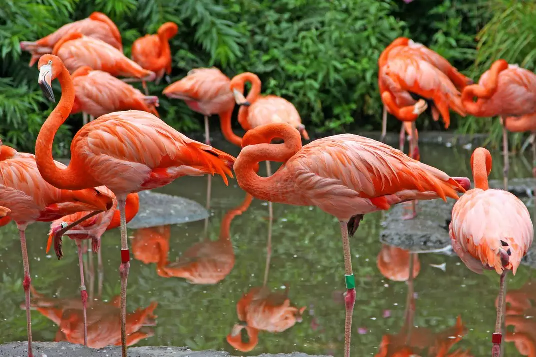Фламинго група на једној нози