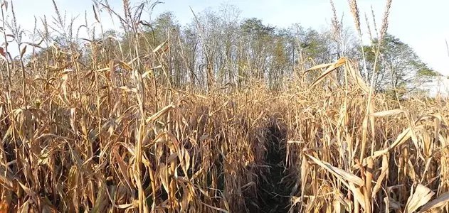 kukuřičná pole