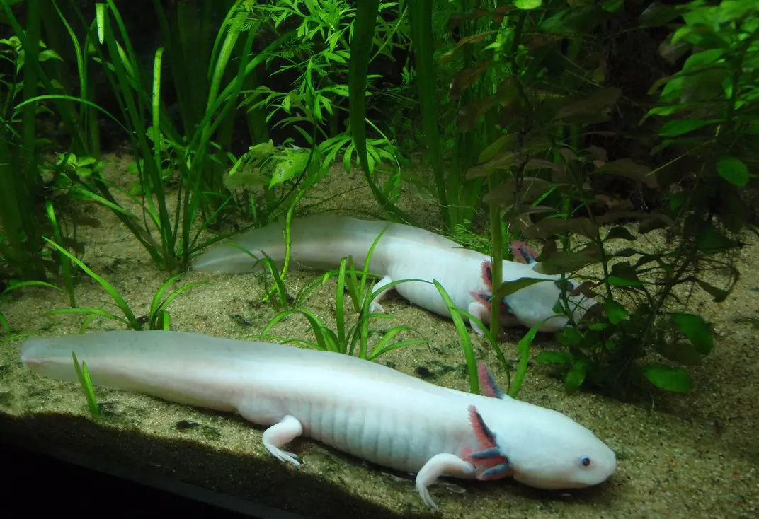 Bii o ṣe le fipamọ Axolotl Paradoxical