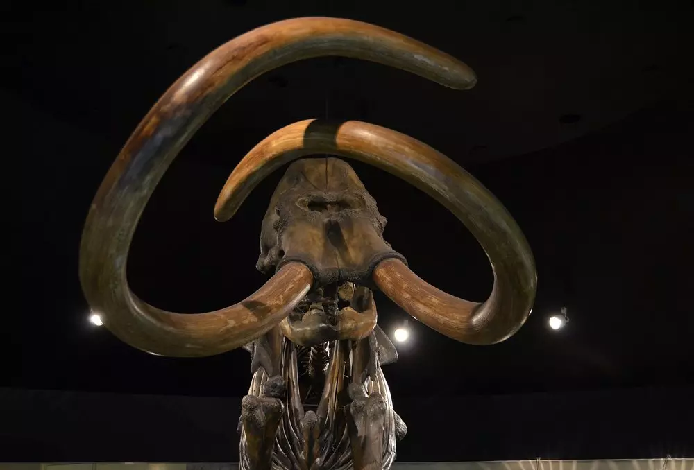 Kolumbijski mamut