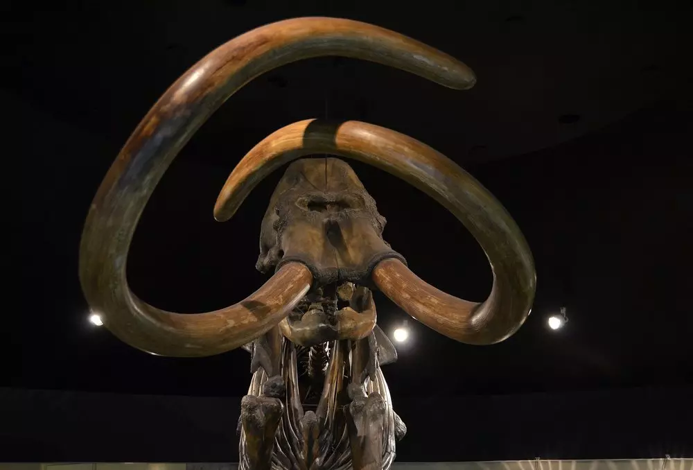 Columbian Mammoth