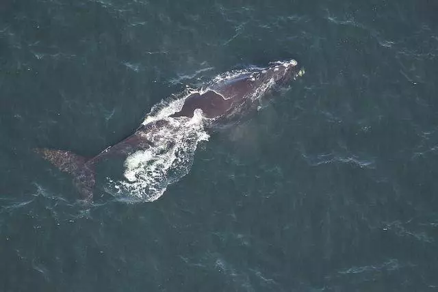 Magnet Right Whale