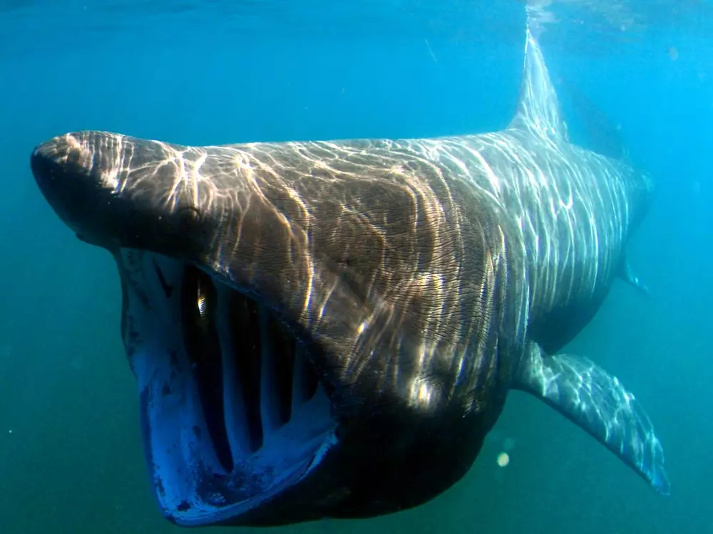 Basking Shark