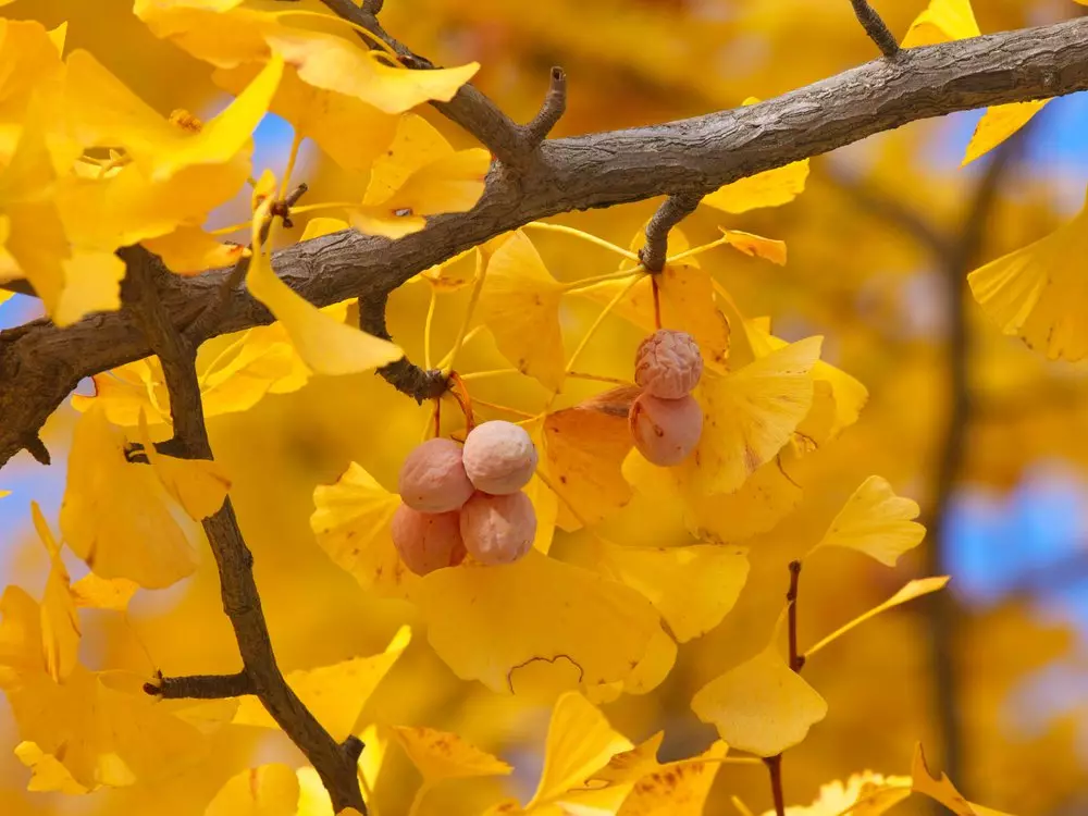 gingko