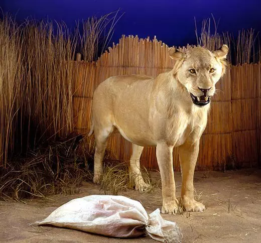 Найлютіші леви-людожери 4840_2