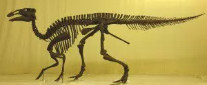 20110520083159 شكل واحد-hadrosaur-pe-300x124.jpg