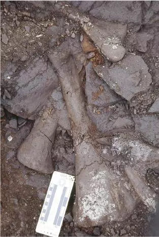 20110520083254juvenile-hadrosaur-bones.jpg