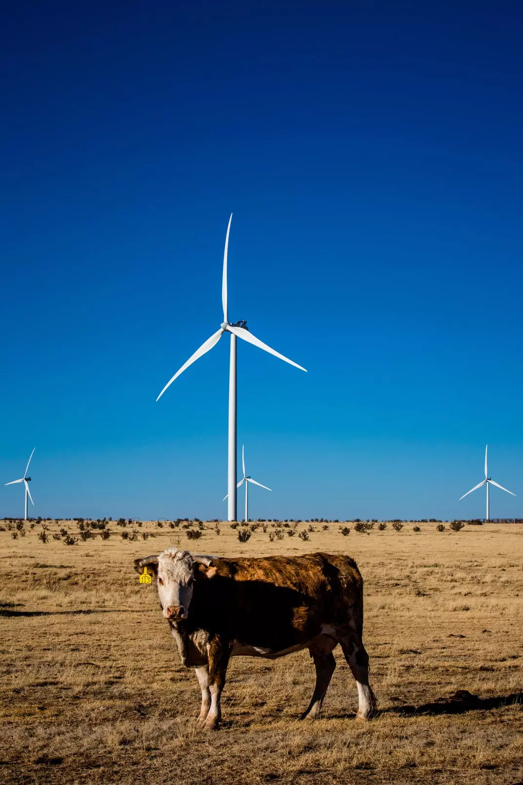Ass eng Texas Town d'Zukunft vun der erneierbarer Energie? 48640_21
