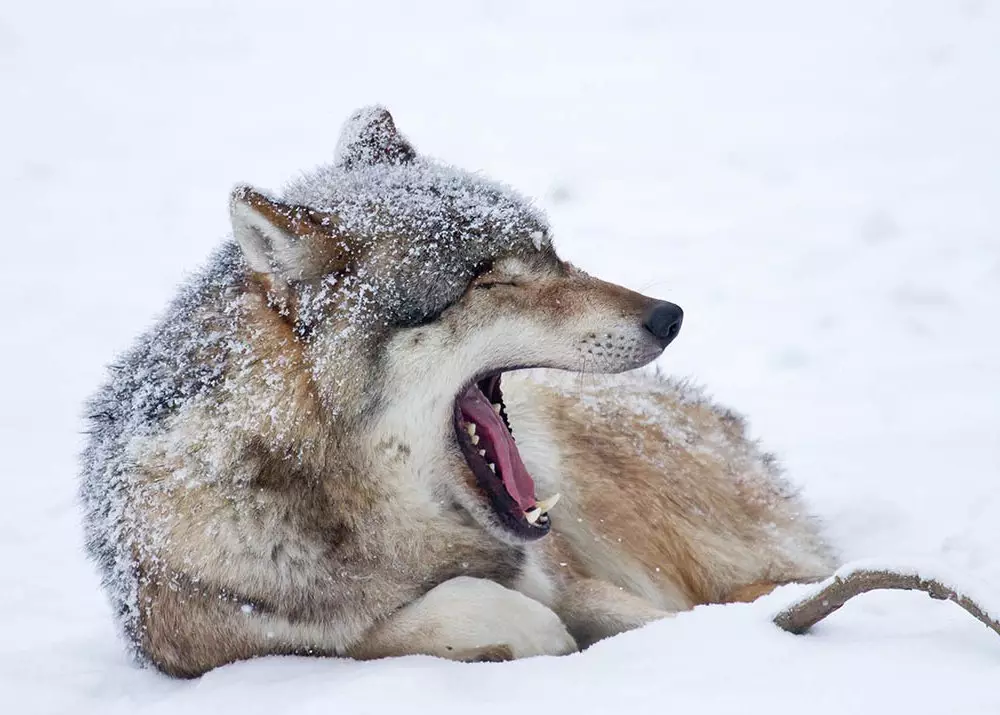 Wolf yawning, ජර්මනිය