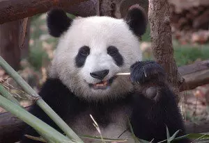 In de genen van de panda kruipen