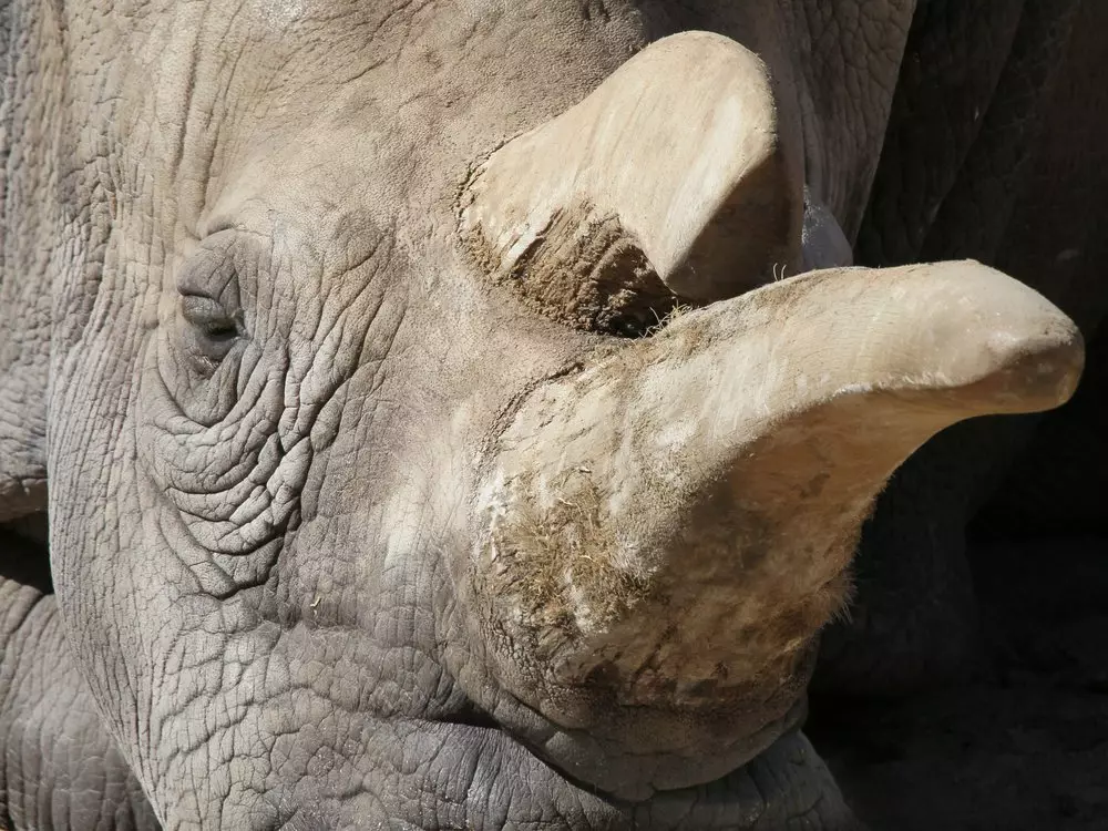 Nola severný biely nosorožec