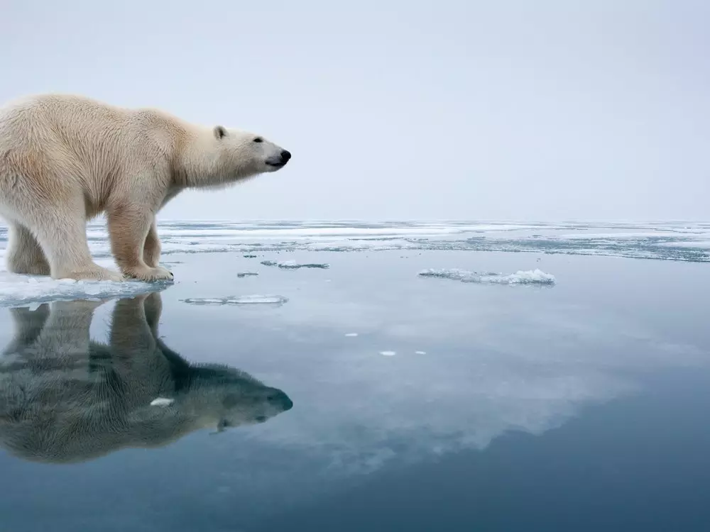 หมีขั้วโลกบนน้ำแข็ง