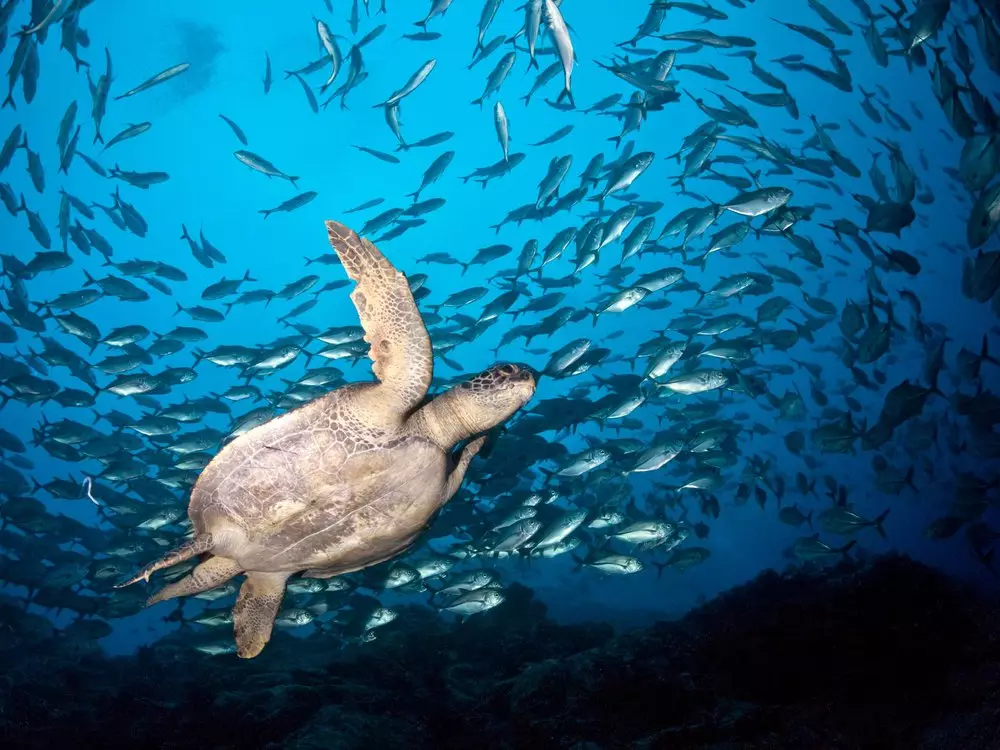 Tortue de mer